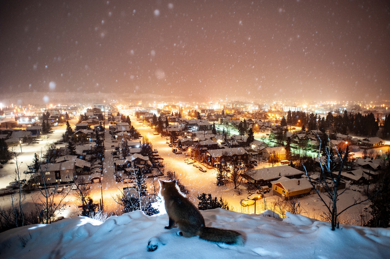 PETER MATHER: Urban foxes and Ice Grizzlies : Siena Awards Festival